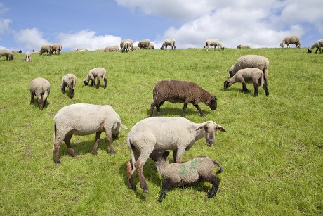 250 Flocks of animals Stock Pictures, Editorial Images and Stock Photos ...
