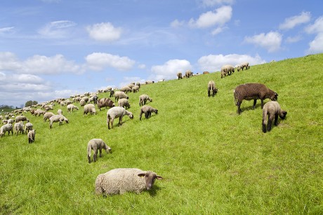 250 Flocks of animals Stock Pictures, Editorial Images and Stock Photos ...