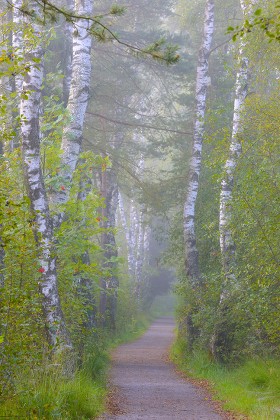 13 Avenue of birch trees Stock Pictures, Editorial Images and Stock ...