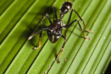 Lesser Giant Hunting Ant Conga Ant Editorial Stock Photo - Stock Image ...