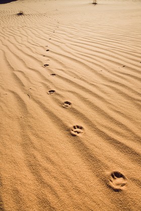 Traces Fennec Fox Canis Zerdus Libyan Editorial Stock Photo - Stock ...