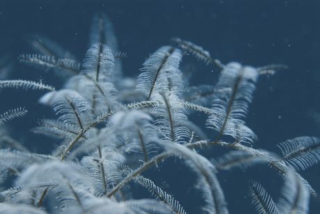 6 Feather hydroid Stock Pictures, Editorial Images and Stock Photos ...