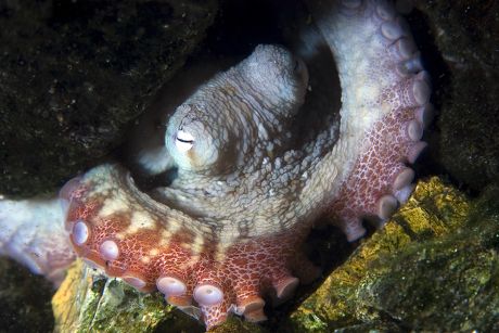 Octopus Octopus Insularis St Peter St Editorial Stock Photo - Stock ...