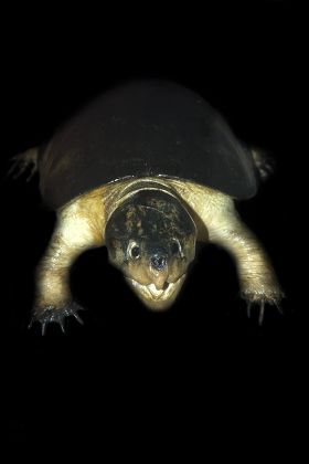 Big Headed Amazon River Turtle Podocnemis Editorial Stock Photo - Stock ...