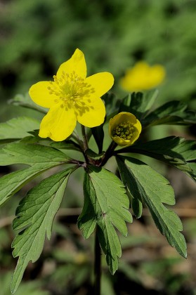 Creeping Cinquefoilan Cinquefoil Creeping Tormentil Potentilla ...