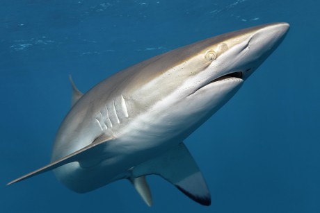Silky Shark Carcharhinus Falciformis Swimming Open Editorial Stock ...