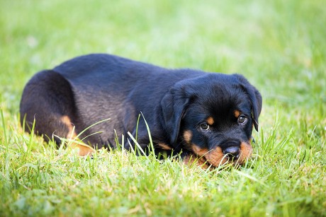Rottweiler Puppy Lying Meadow North Tyrol Editorial Stock Photo - Stock ...