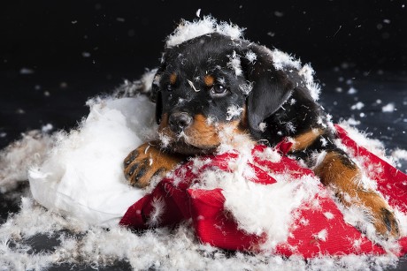 Rottweiler Puppy Lying On Torn Pillow Editorial Stock Photo - Stock ...