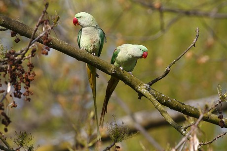 Alexandrine Parakeet Alexandrian Parrot Psittacula Eupatria Editorial ...