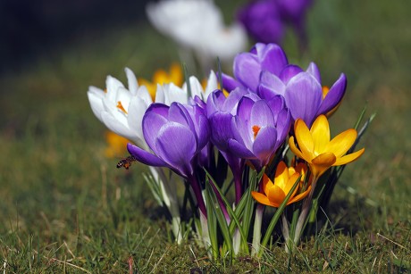 250 Crocus meadows Stock Pictures, Editorial Images and Stock Photos ...