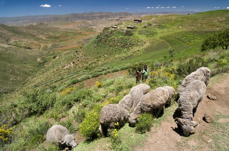 33 Children graze sheep Stock Pictures, Editorial Images and Stock ...