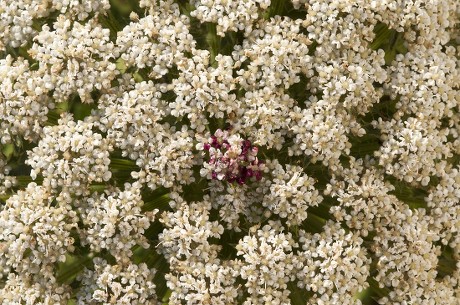 Sea Carrot Daucus Gingidium Cappo Caccia Editorial Stock Photo - Stock ...