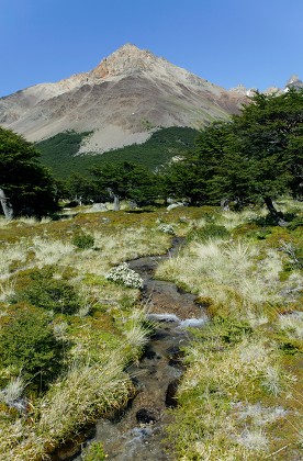 Forest Coihue Coiguee Trees Nothofagus Dombeyi Editorial Stock Photo ...