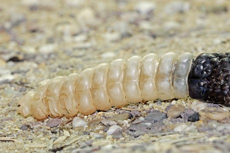 Rattle Mexican West Coast Rattlesnake Mexican Editorial Stock Photo ...