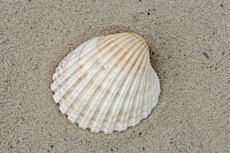 82 Cockle bivalve Stock Pictures, Editorial Images and Stock Photos ...