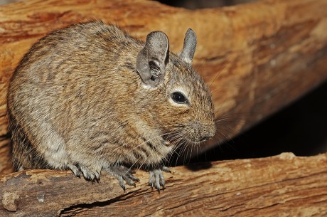 Common Degu Octodon Degus Native South Editorial Stock Photo - Stock ...