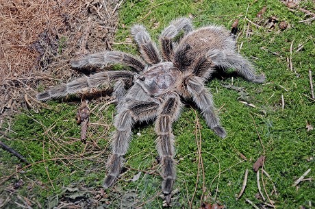 Chilean Rose Tarantula Chilean Flame Tarantula Editorial Stock Photo ...