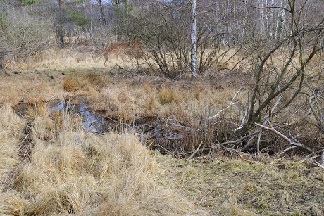 69 Damp meadows Stock Pictures, Editorial Images and Stock Photos ...