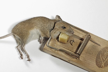 250 Mouse trap Stock Pictures, Editorial Images and Stock Photos ...