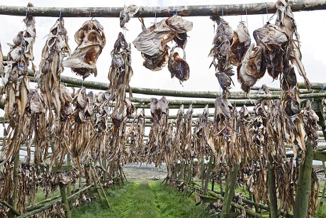 42 Dried fish racks Stock Pictures, Editorial Images and Stock Photos ...