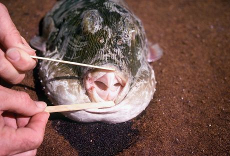Toadfish Being Measured Length Editorial Stock Photo - Stock Image ...