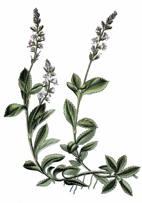 Heath Speedwell Common Speedwell Common Gypsyweed Editorial Stock Photo ...