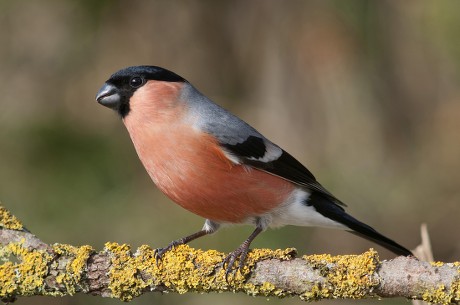 86 Bullfinches Stock Pictures, Editorial Images and Stock Photos ...
