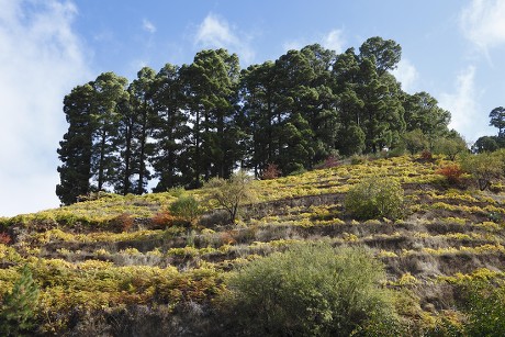Vineyards Above Garafia La Palma Canary Editorial Stock Photo - Stock ...
