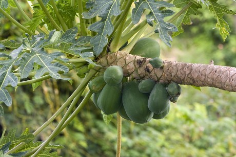 32 Pawpaw tree Stock Pictures, Editorial Images and Stock Photos ...