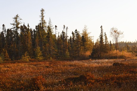 Peat Bog Along Manicouagan River Laurentides Editorial Stock Photo ...