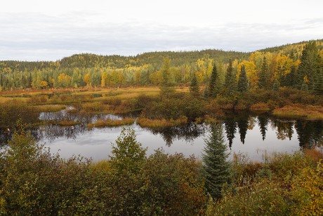 Peat Bog Along Manicouagan River Laurentides Editorial Stock Photo ...