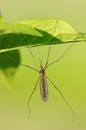 18 Mosquito hawks Stock Pictures, Editorial Images and Stock Photos ...