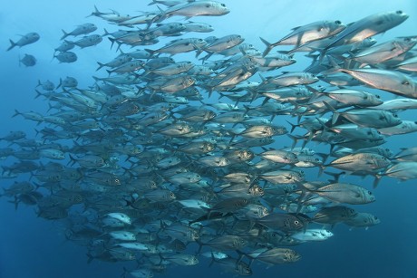 48 Mackerel shoal Stock Pictures, Editorial Images and Stock Photos ...