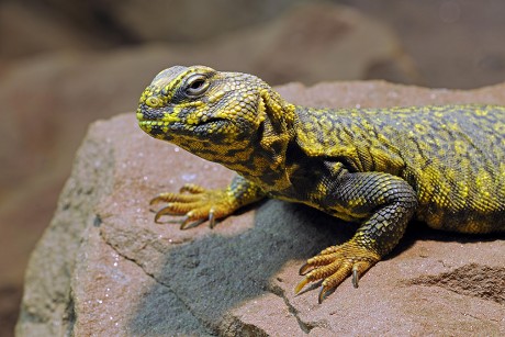 North African Central Saharan Spinytailed Lizard Editorial Stock Photo ...