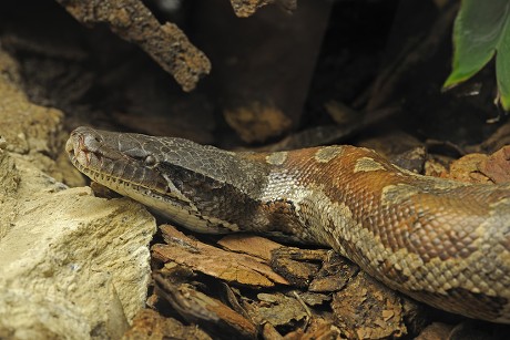 Short Python Blood Python Shorttailed Python Editorial Stock Photo ...