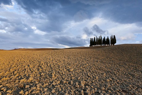 Fields Near Montepulciano View Famous Cypress Editorial Stock Photo ...