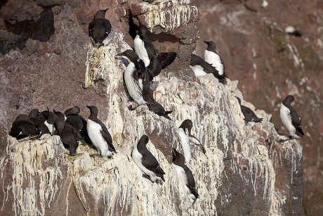 6 Bird crap Stock Pictures, Editorial Images and Stock Photos ...