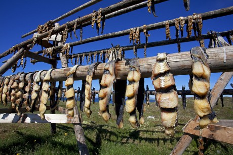 42 Dried fish racks Stock Pictures, Editorial Images and Stock Photos ...