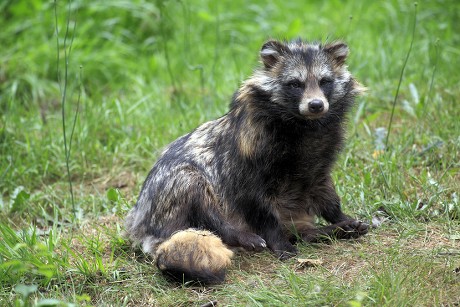 Raccoon Dog Nyctereutes Procyonoides Editorial Stock Photo - Stock ...