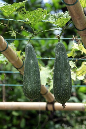Egyptian Luffa Fruit Loofah Luffa Aegyptiaca Editorial Stock Photo ...