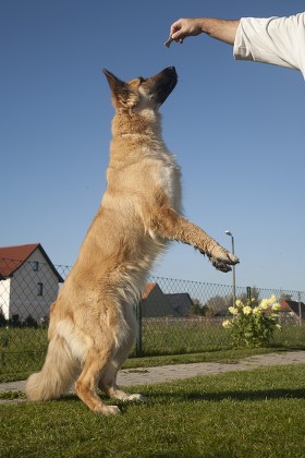 74 Animal stunts Stock Pictures, Editorial Images and Stock Photos ...