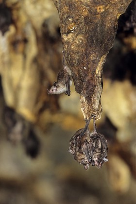 Bats Aripo Caves Asa Wright Nature Editorial Stock Photo - Stock Image ...