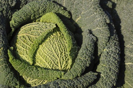 26 Kale leaves Stock Pictures, Editorial Images and Stock Photos ...