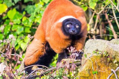 On Islands Lemurs Behavior Redbellied Lemur Editorial Stock Photo ...