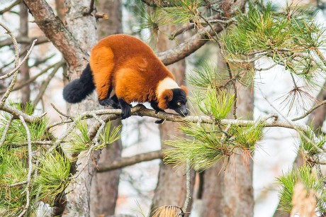On Islands Lemurs Behavior Redbellied Lemur Editorial Stock Photo ...