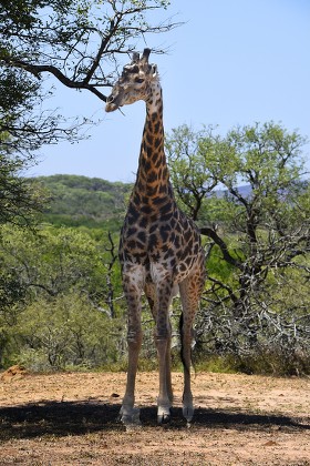 Giraffe Mammal Order Artiodactyla Only Species Editorial Stock Photo ...
