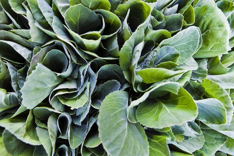 Cabbage Seedlings Brassica Oleacea Editorial Stock Photo - Stock Image ...