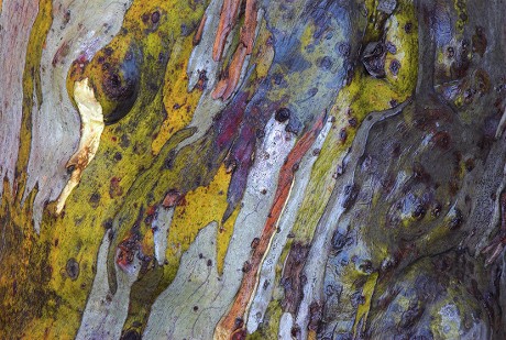 SNOW GUM EUCALYPTUS PAUCIFLORA BARK SNOWY Editorial Stock Photo - Stock ...