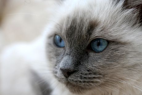 __COUNT__ Cats Stock Pictures, Editorial Images and Stock Photos ...