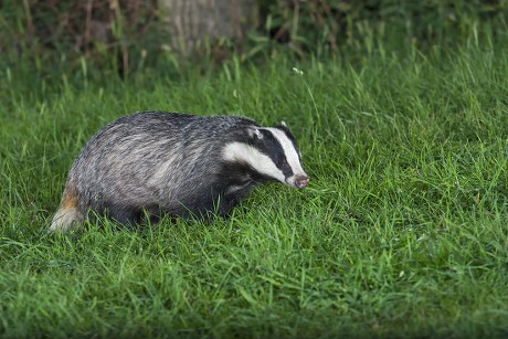 European Badger Meles Meles Grass South Editorial Stock Photo - Stock ...